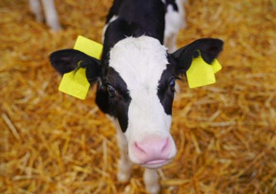 kousi | 株式会社SEAーLAKEのホームページ